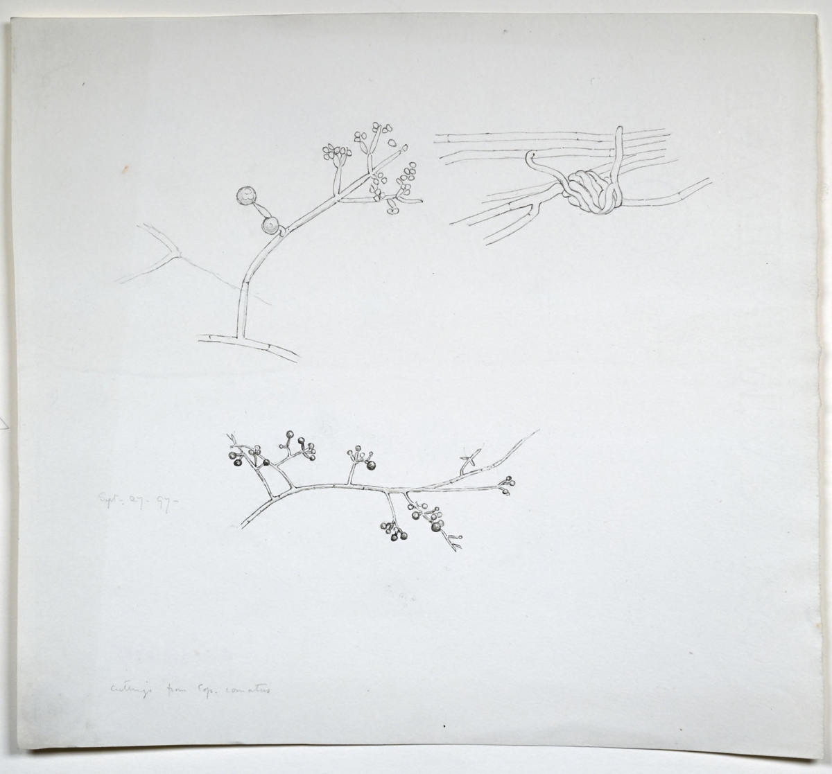 Coprinus comatus or Shaggy Ink Cap | Art UK