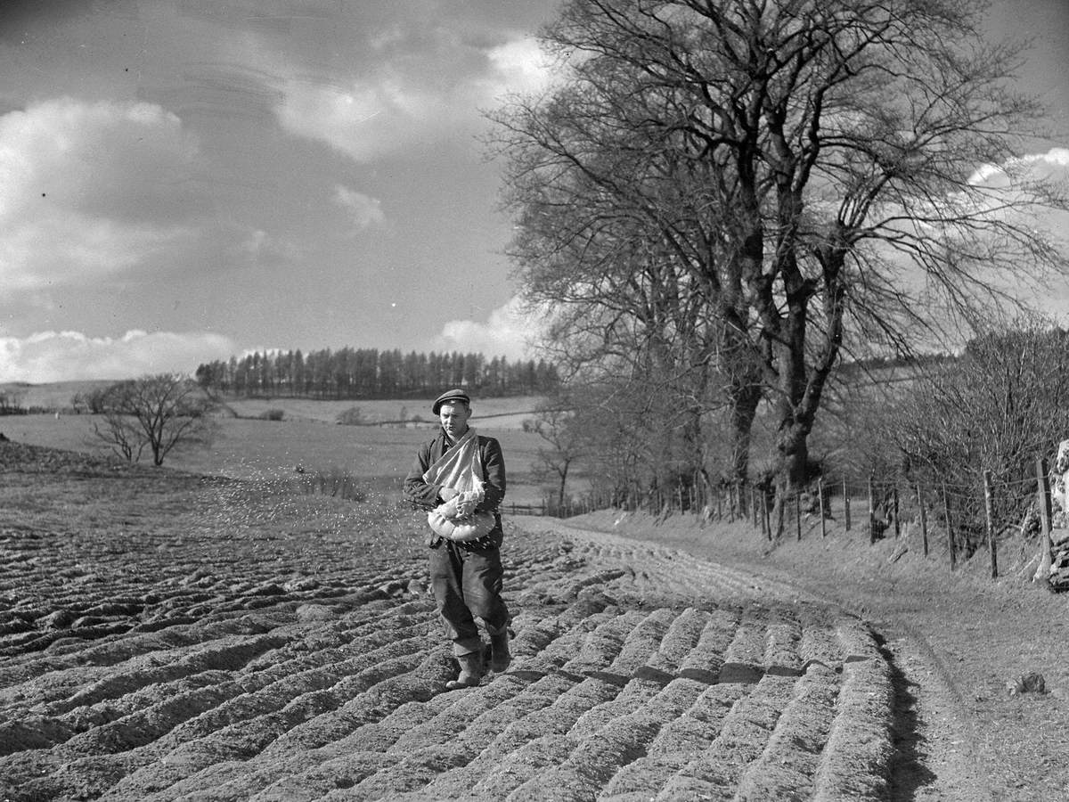 Sowing By Hand | Art UK