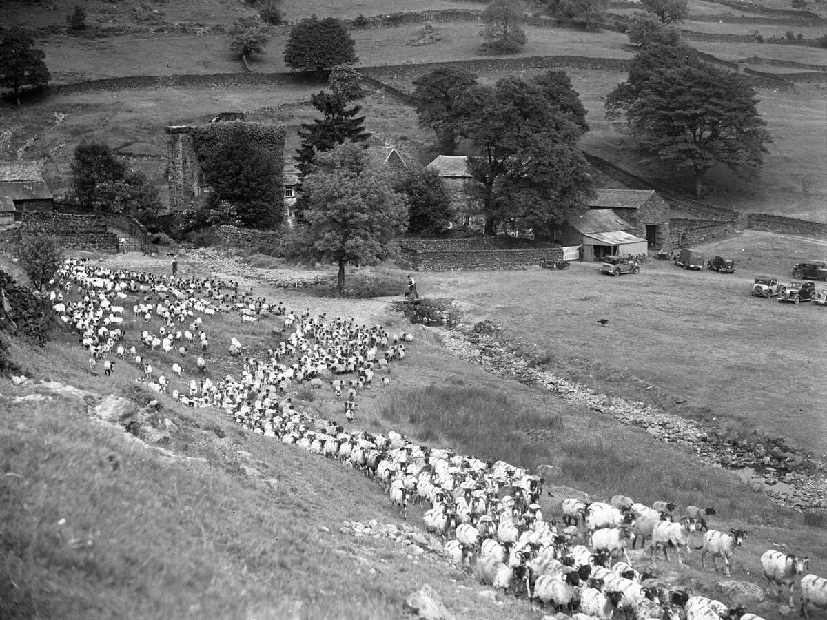 Flock of Sheep at Kentmere Hall | Art UK