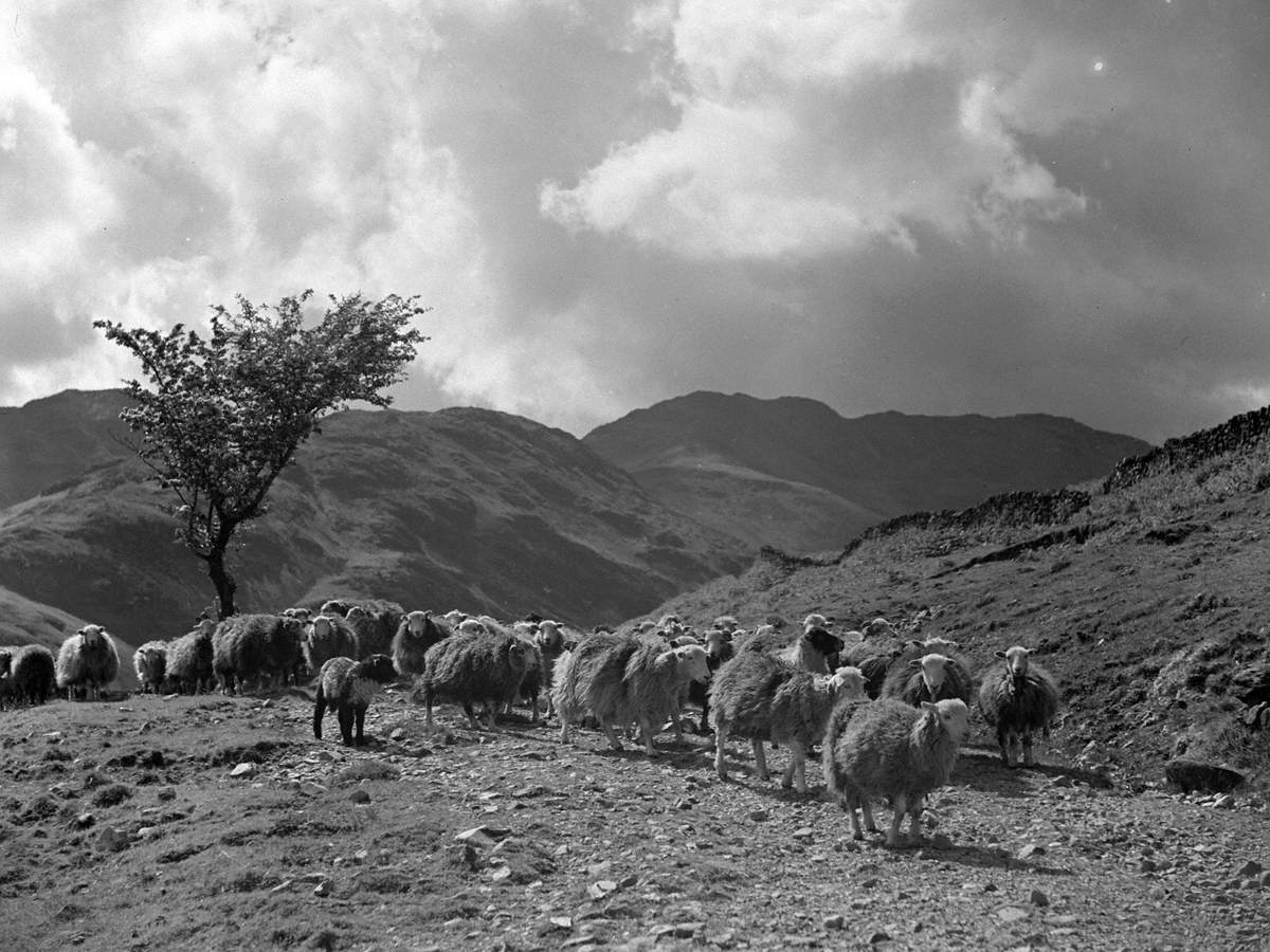 Sheep on Gimmer | Art UK