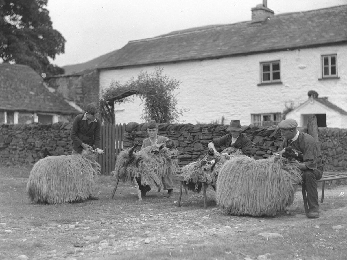 Shearing Scene | Art UK