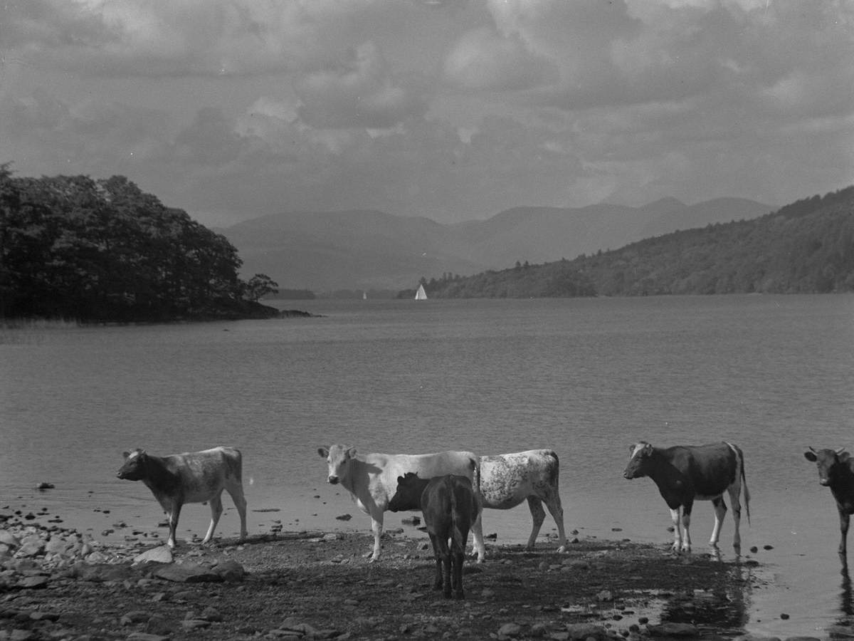 Cows by Windermere | Art UK