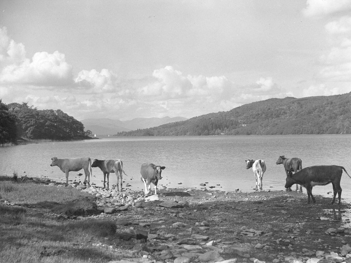 Cows by Windermere | Art UK