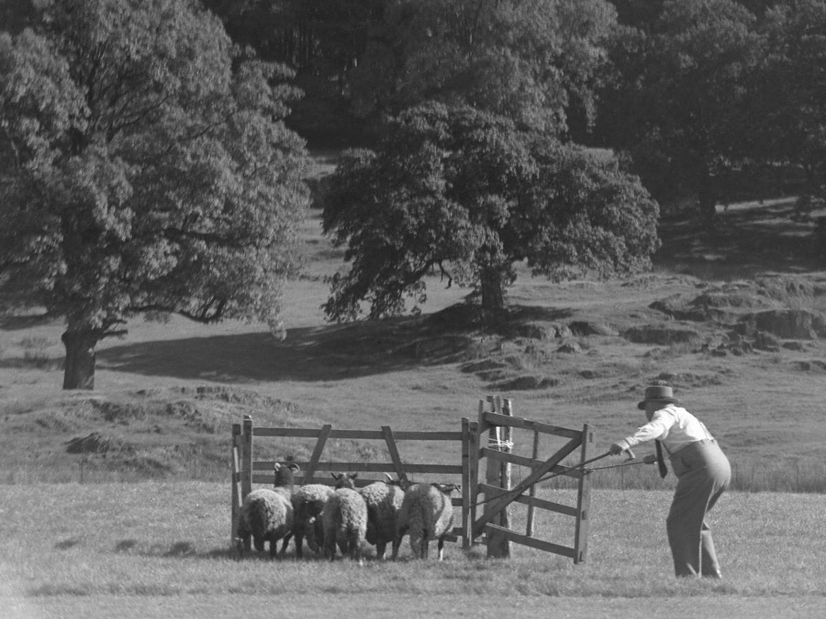 Sheep Trials | Art UK