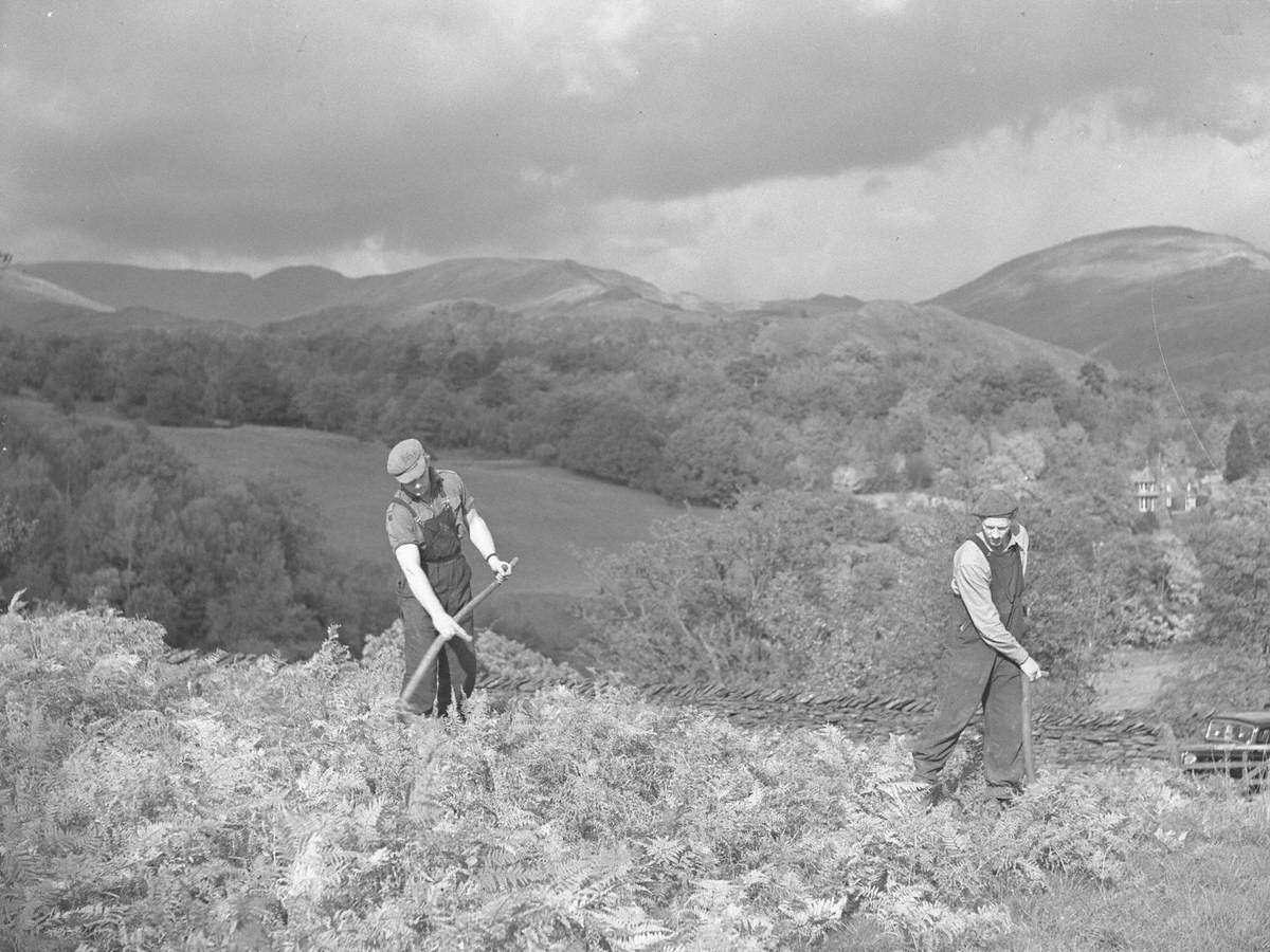 Cutting Bracken | Art UK