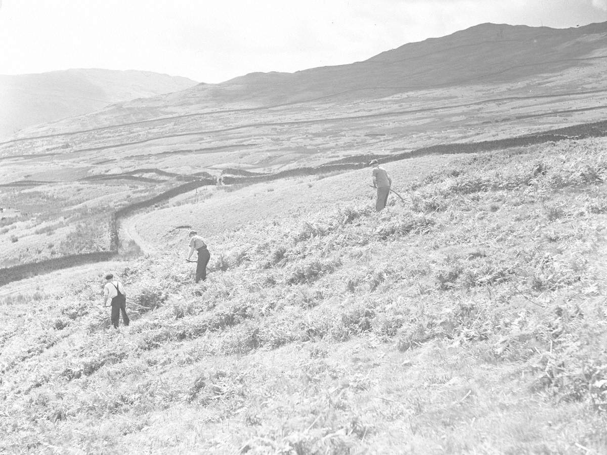 Cutting Bracken | Art UK