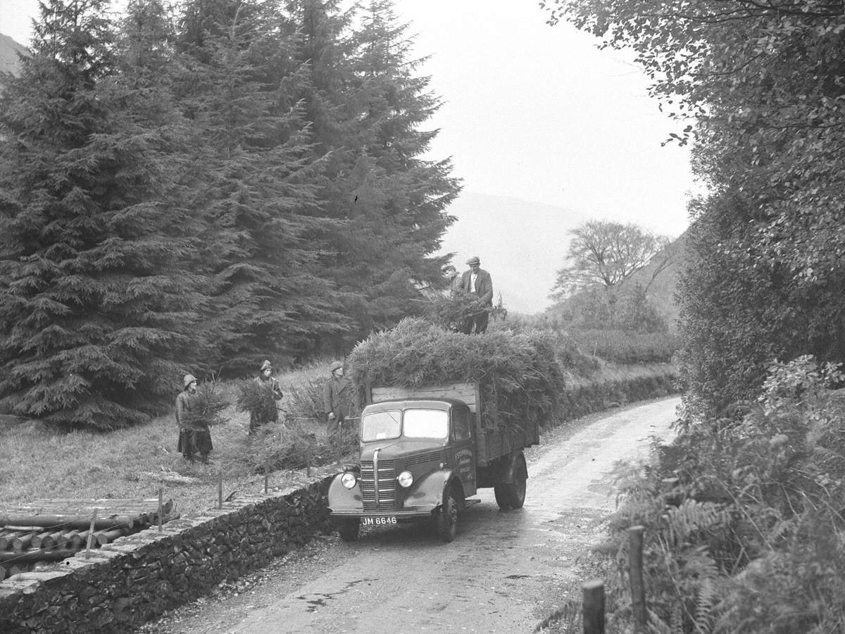 Loading Christmas Trees at Thirlmere | Art UK