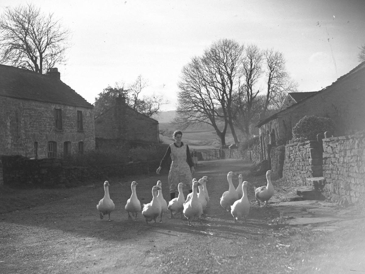 Woman Herding Geese | Art UK