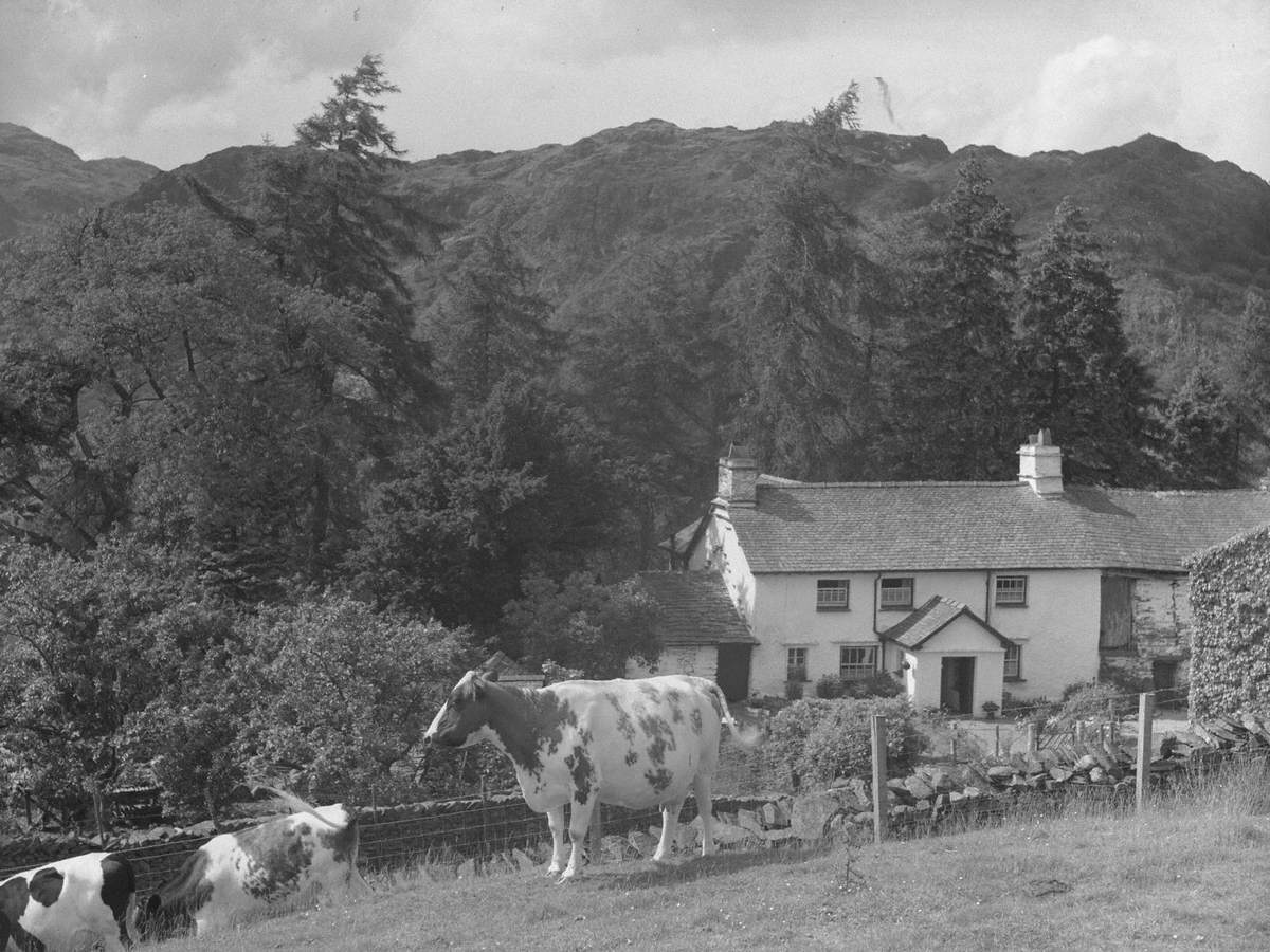Tarn Hows Cottage with Cows | Art UK