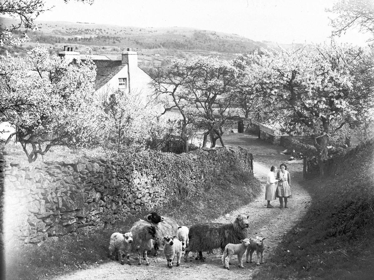 Sheep and Lambs, Lyth Valley | Art UK