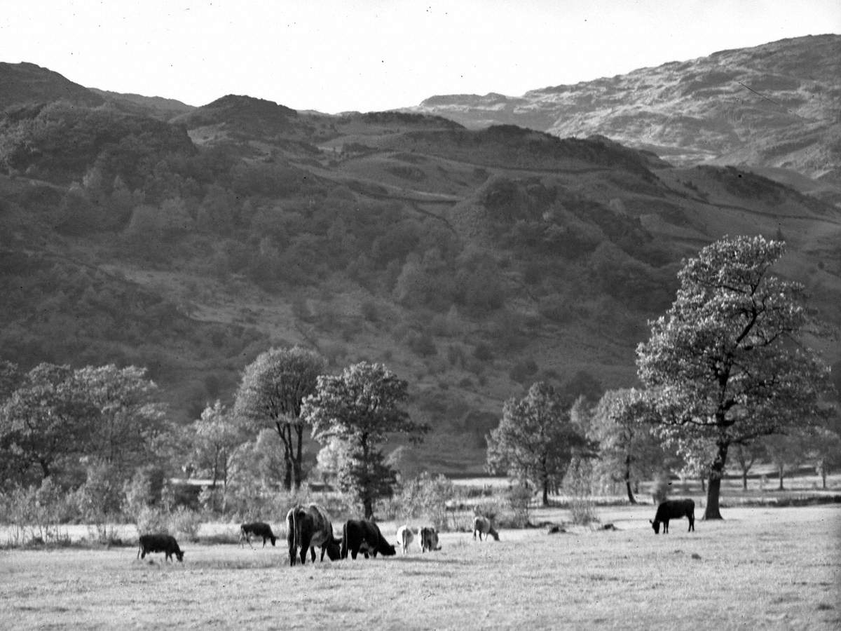 Cows at Grasmere | Art UK