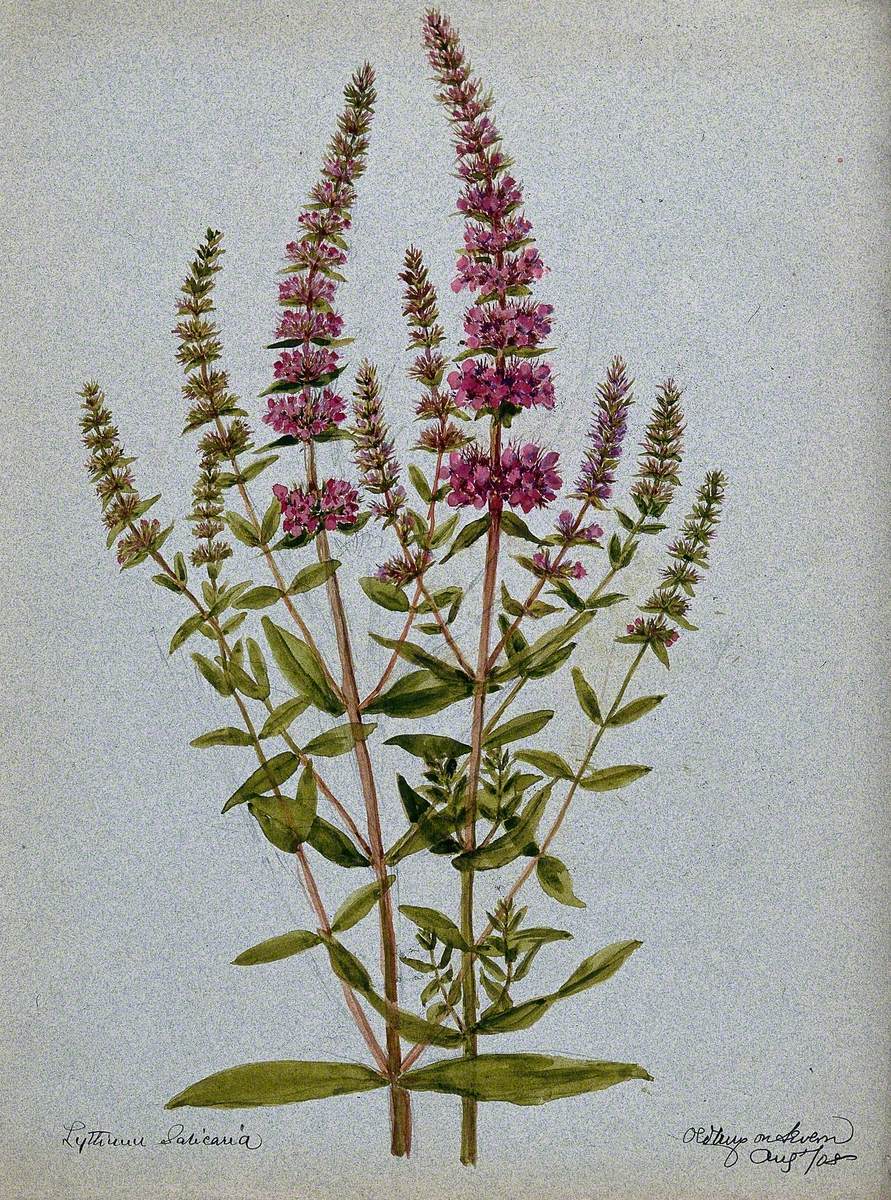 Purple Loosestrife (Lythrum Salicaria): Flowering Stems | Art UK