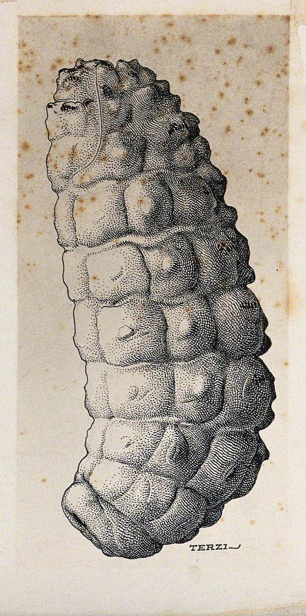 Hypoderma Bovis Larvae