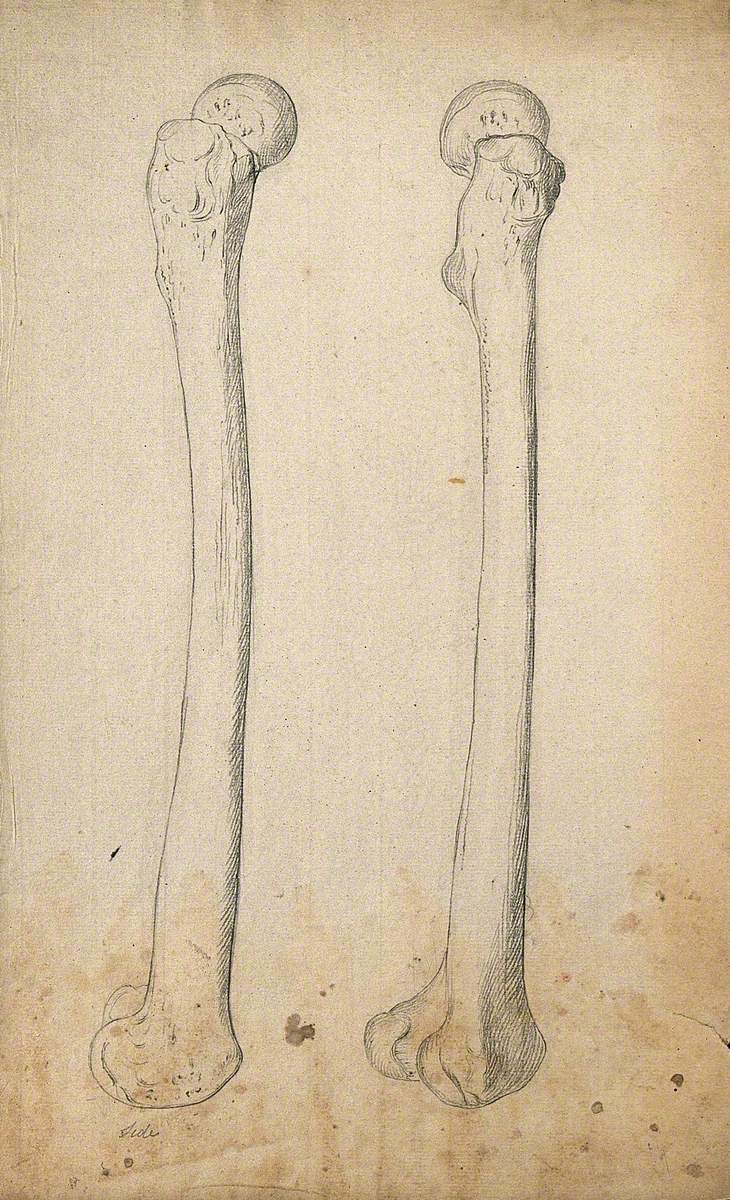 Leg Bones Side View