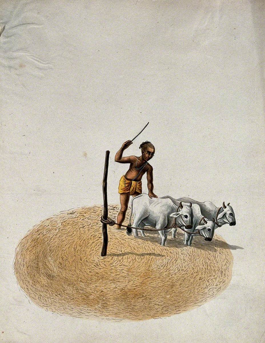 A Man Cultivating His Land, Using Three Cows | Art UK