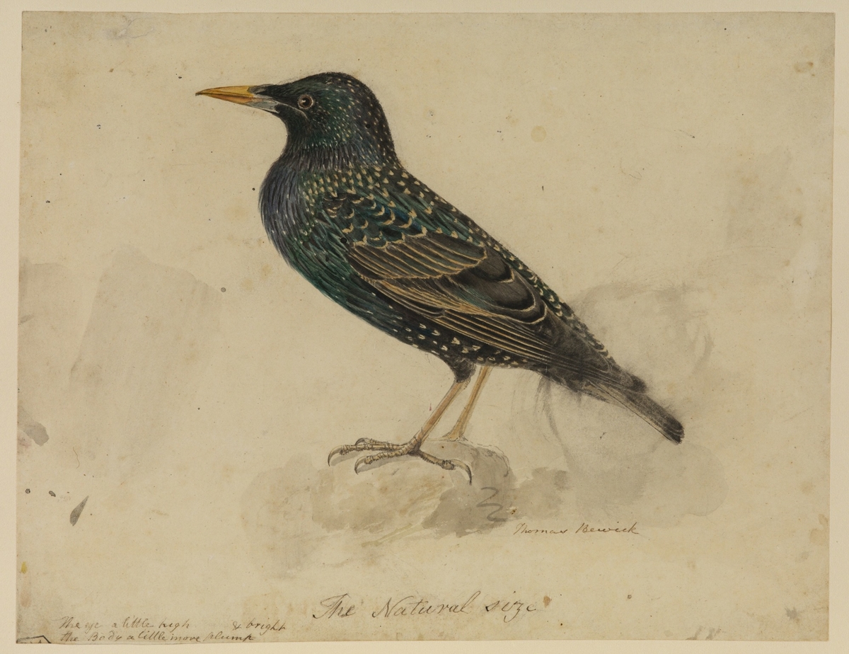 Starling | Art UK