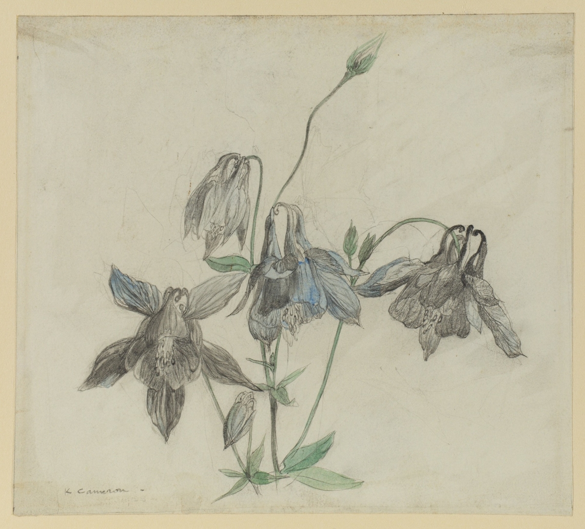 Flower Study | Art UK