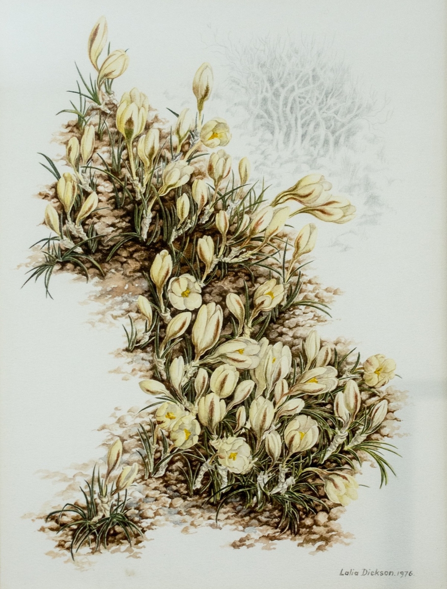 White Crocus | Art UK