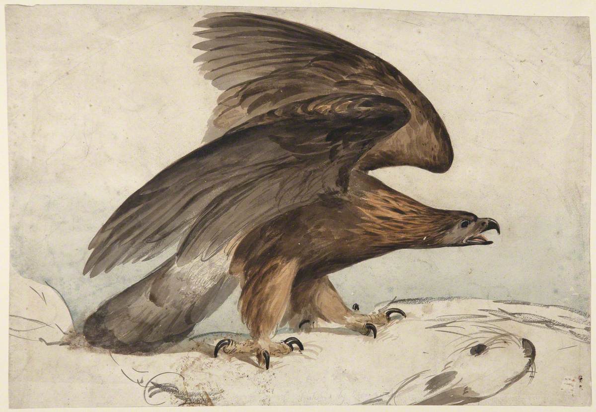 Eagle | Art UK