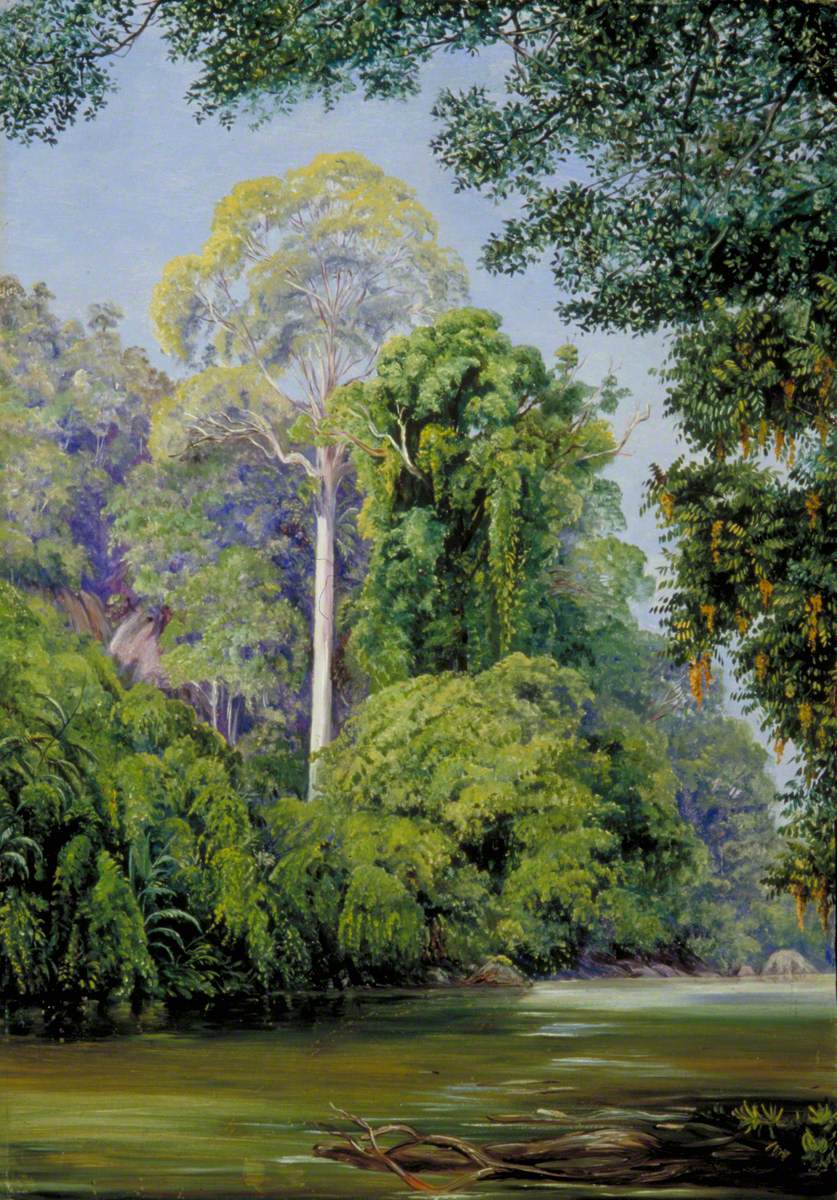 The Tapang-Tree, Sarawak, Borneo | Art UK