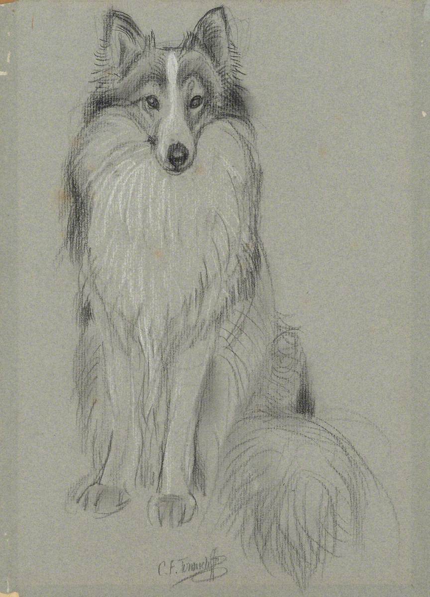 Ci Defaid Garw / Rough Collie | Art UK