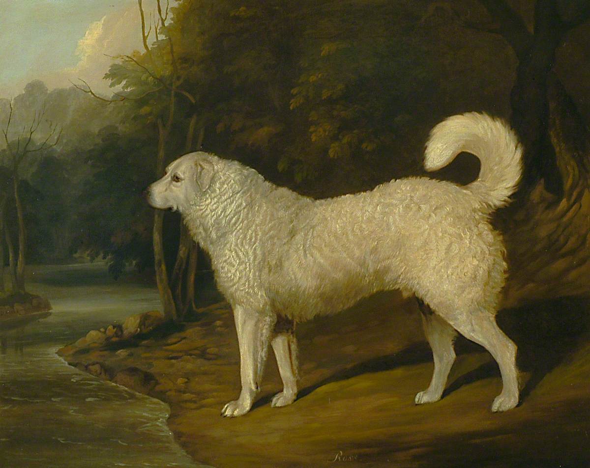 A Dog Called Ross | Art UK
