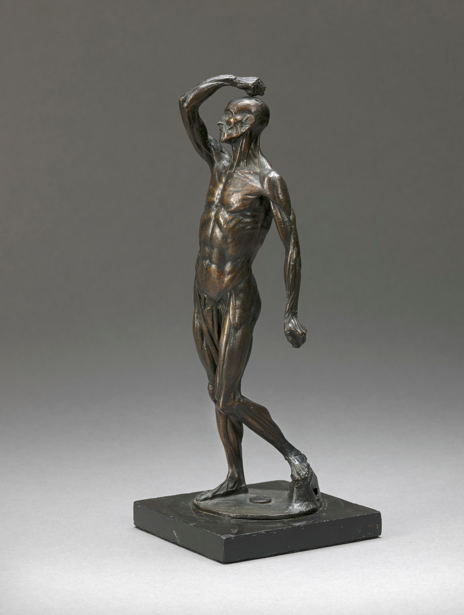 Ecorché Figure | Art UK