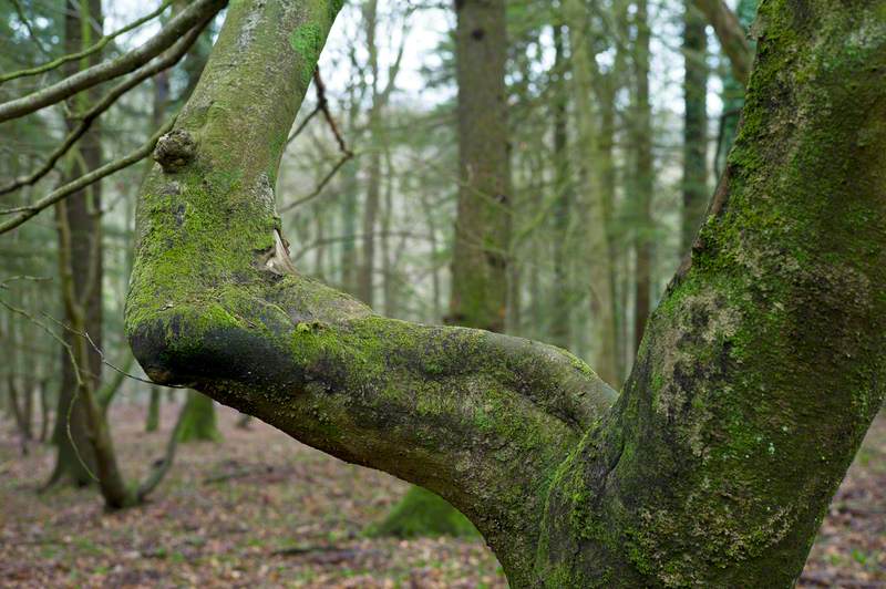 Meecham, Charlie, b.1950 | Art UK