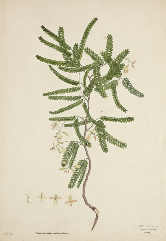 Tamarind Tree Pencil Drawing