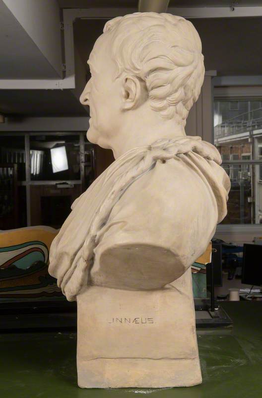 Carl Linnaeus (1707–1778) | Art UK