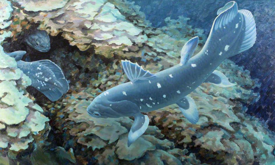 Cave Dwellers of the Comoros, Coelacanths at 600 Feet | Art UK