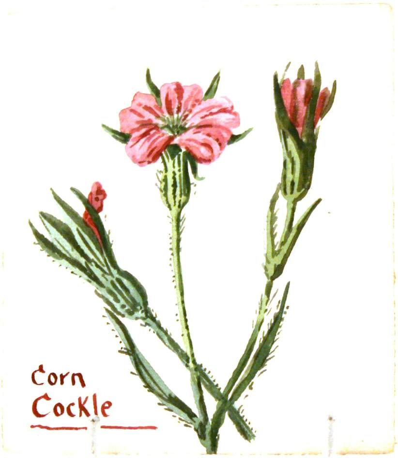 Corn-Cockle | Art UK