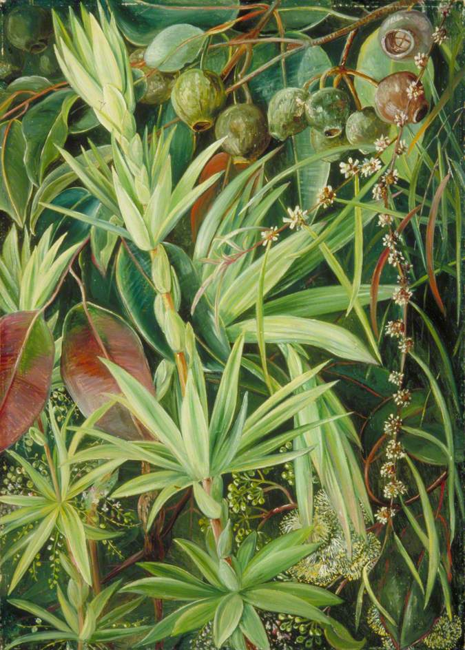 West Australian Vegetation | Art UK
